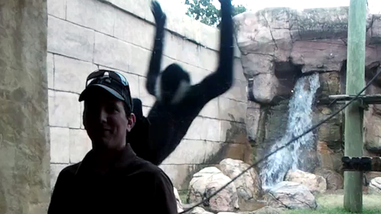 Gibbon Launches Himself Towards Man at Zoo [VIDEO]