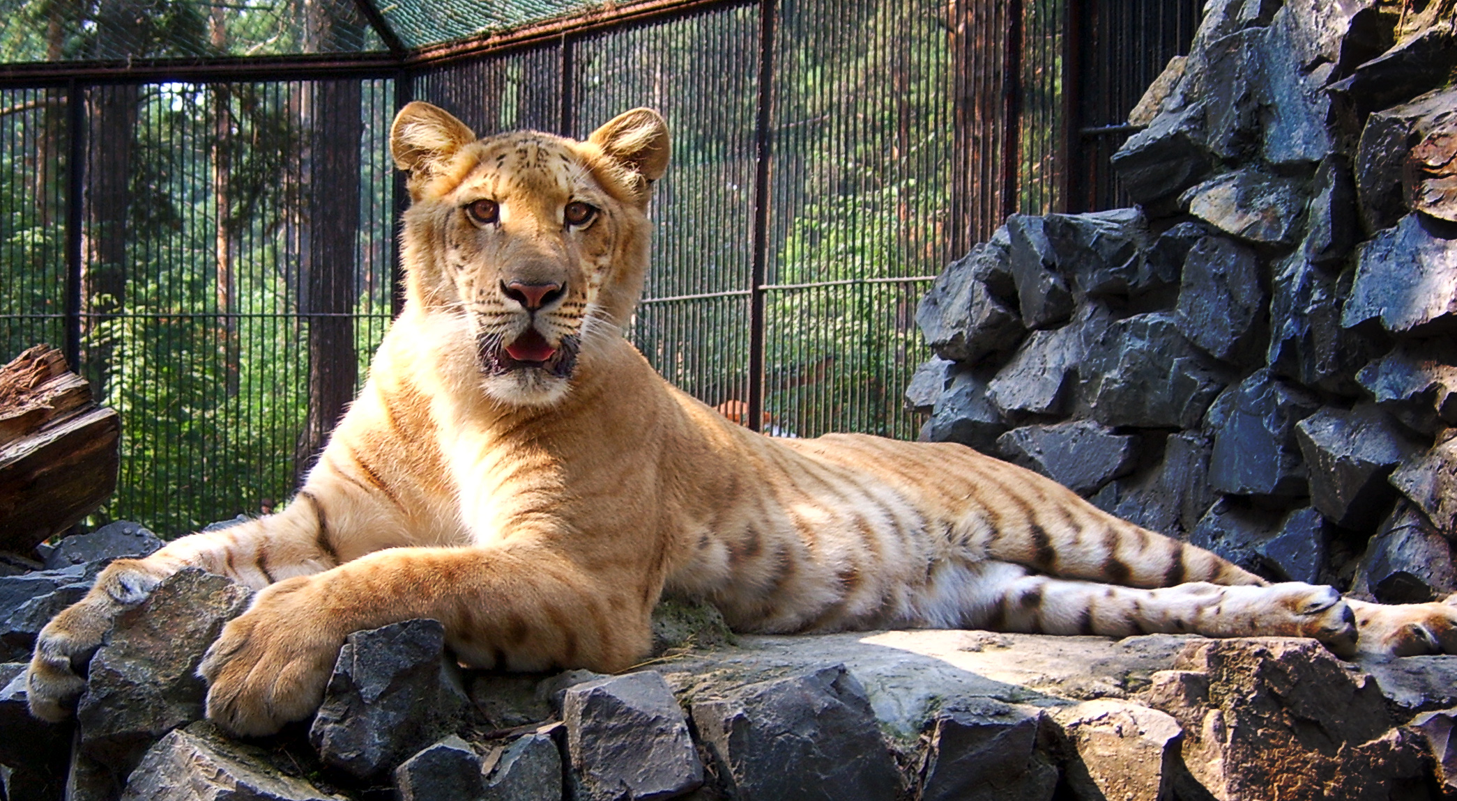 Meet the Liger: Half Lion, Half Tiger and the World's Largest Feline