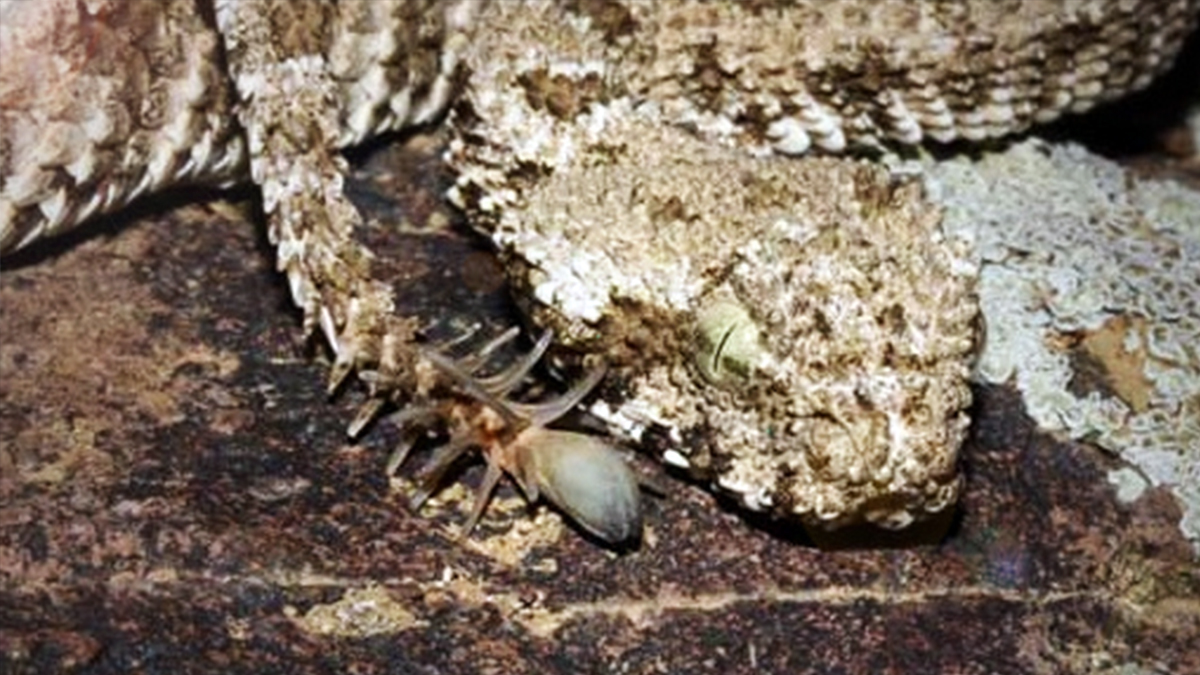 Venomous Snake Uses Spider-Shaped Tail to Lure Prey