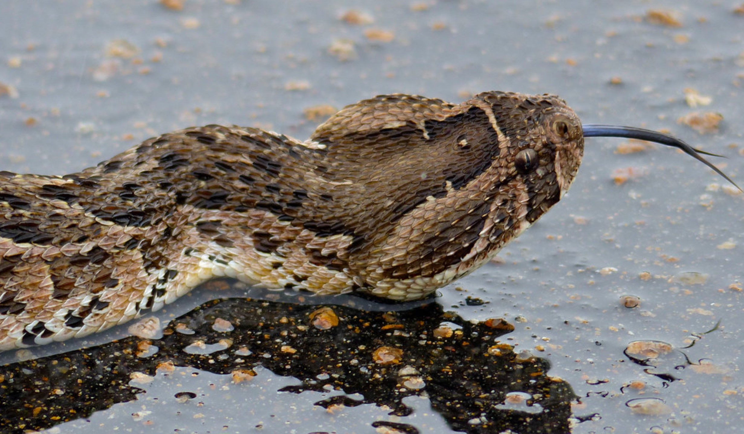 Epic Slow Motion Footage Shows How a Puff Adder Attacks