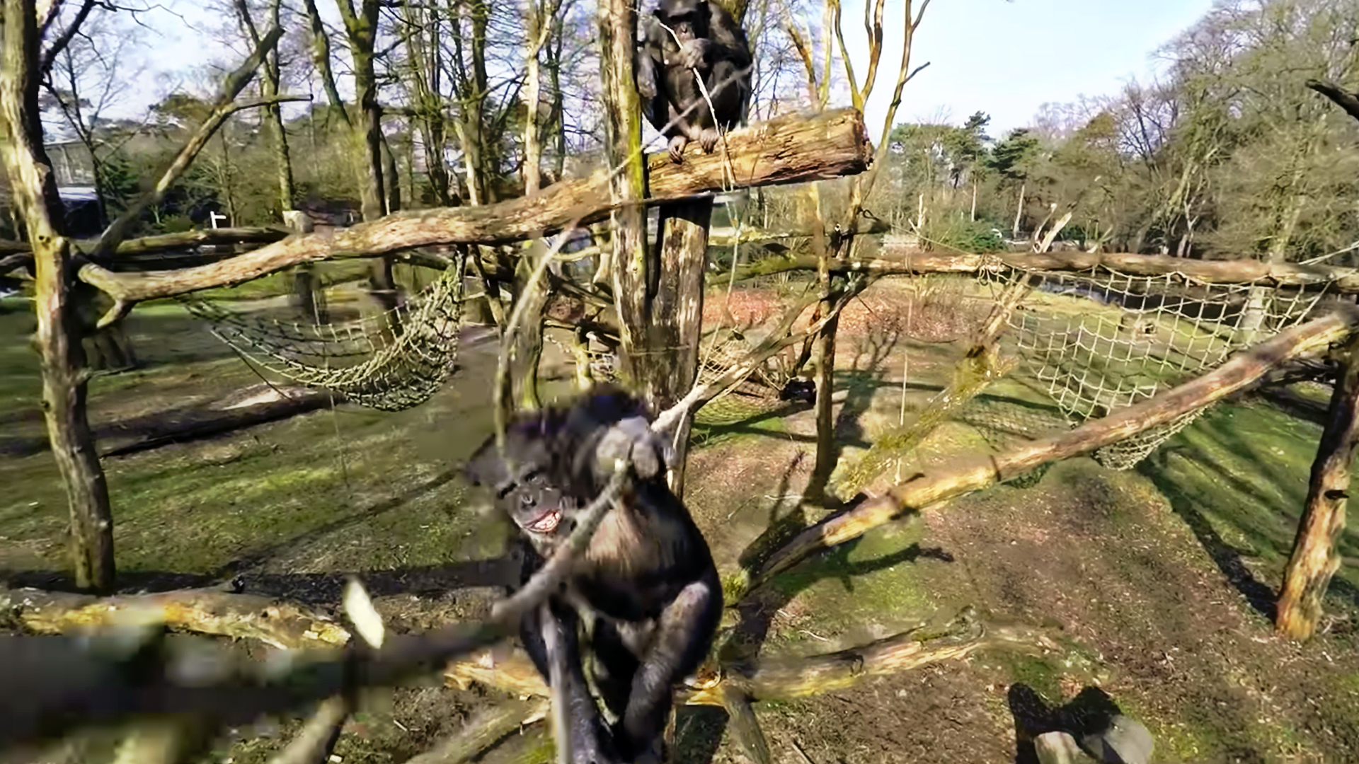 Chimp Takes Down Drone With Stick, Takes Selfies