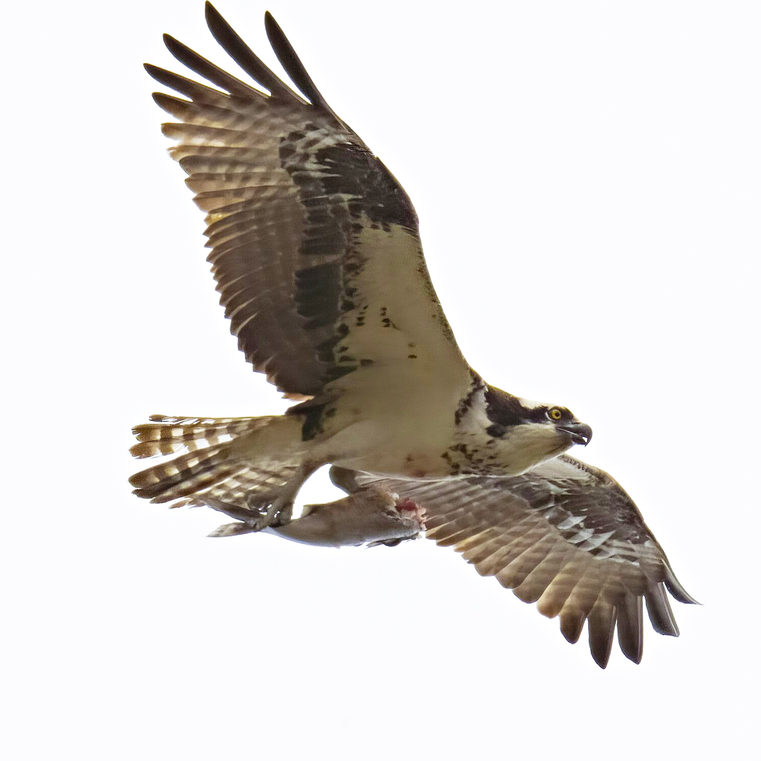 Meet the Seahawk (Also Known as the Osprey)