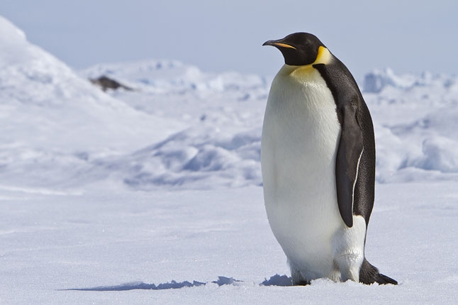 Extinct Colossus Penguin Was Nearly 7 Feet Tall