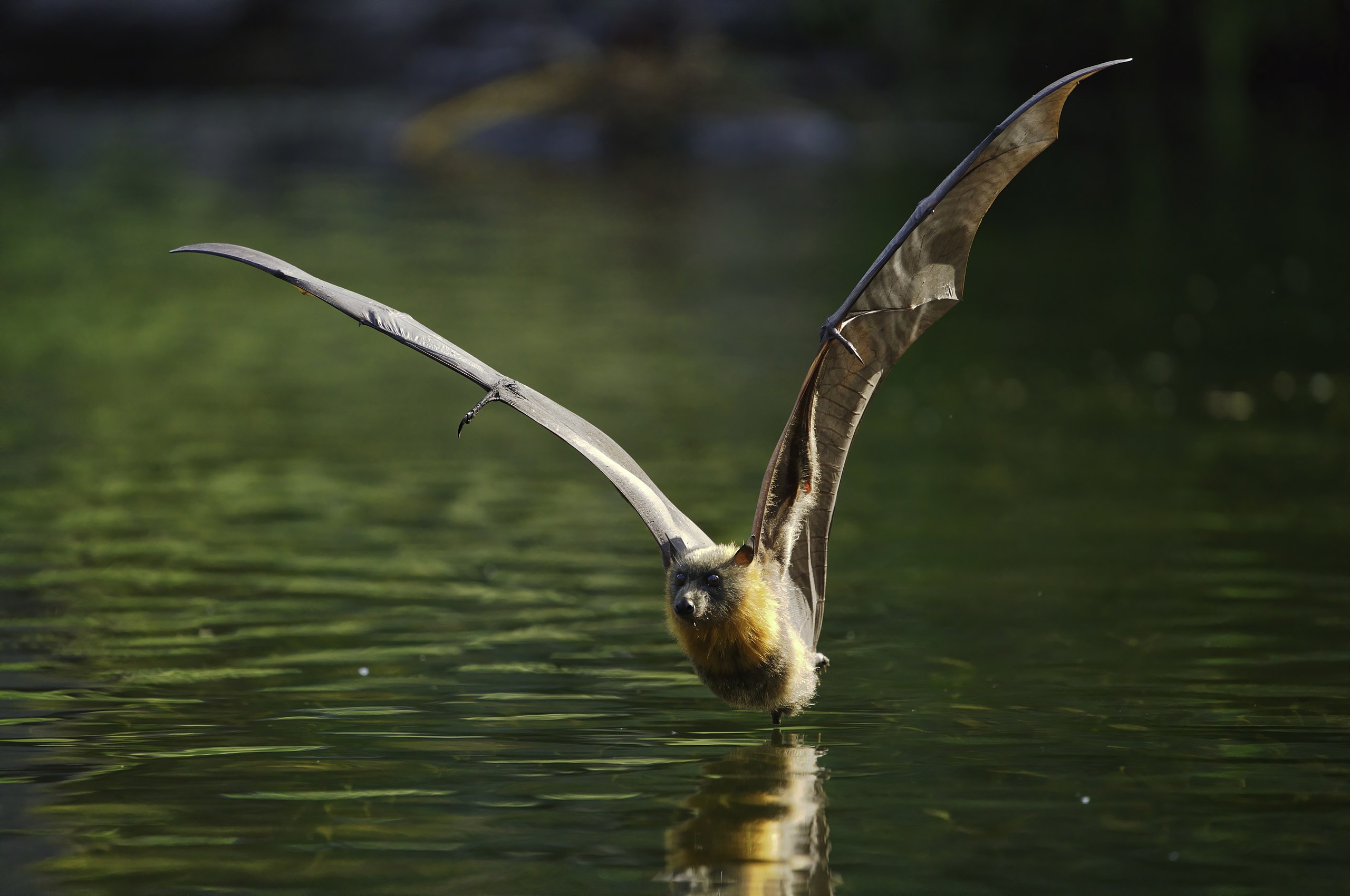 Flying Foxes vs. Freshwater Crocodiles [VIDEO]