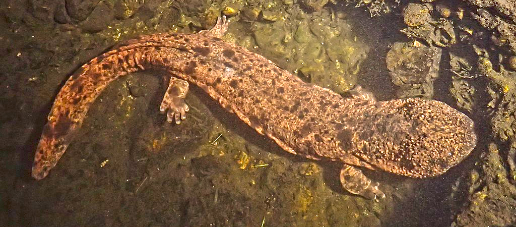 Up Close With a Giant Salamander