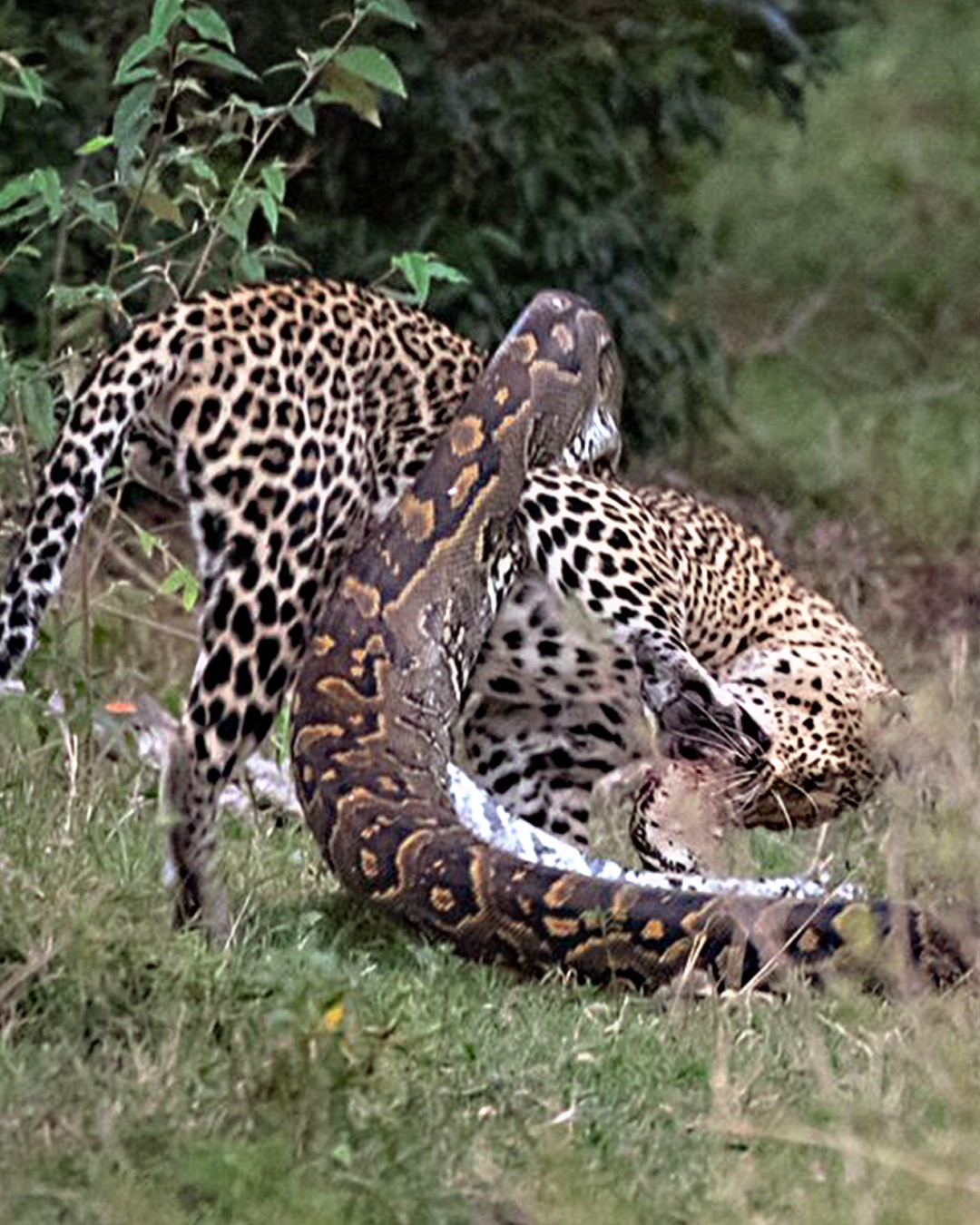 Python Constricts Leopard As It Fights Back