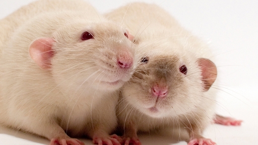 Rats Show Empathy, Save Each Other From Bad Situations