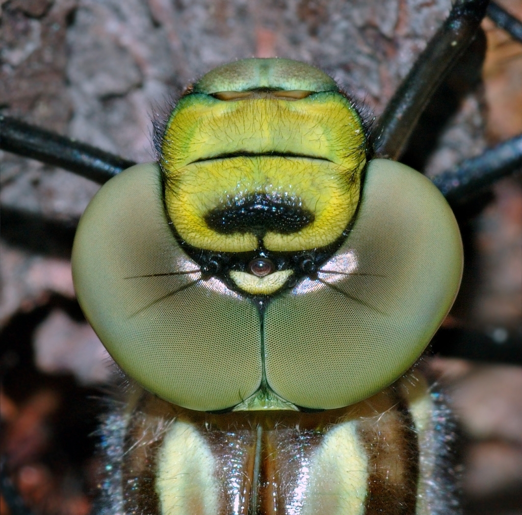 These Extreme Close-Ups Will Change the Way You See Bugs