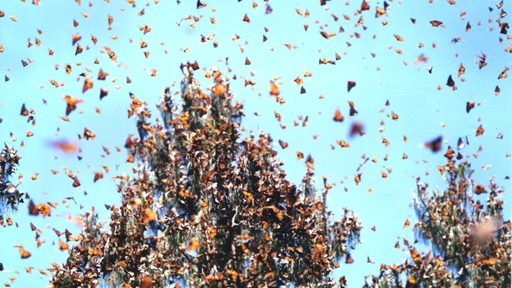 The Magical Place Where You Can Stand Among Millions of Butterflies ...