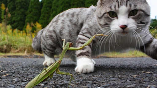 Cat vs. Praying Mantis [Videos]