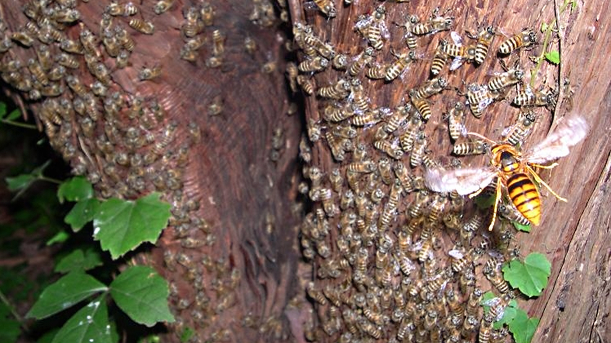 Japanese Honey Bees Cook Giant Hornets Alive