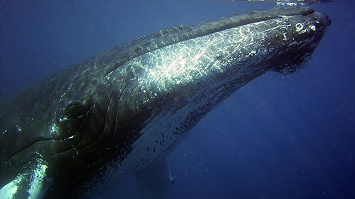 Humpback Whales Protect Other Species From Orca Attacks