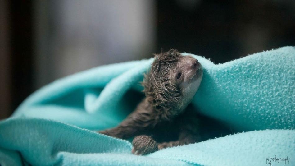 First Ever Sloth Born by C-Section