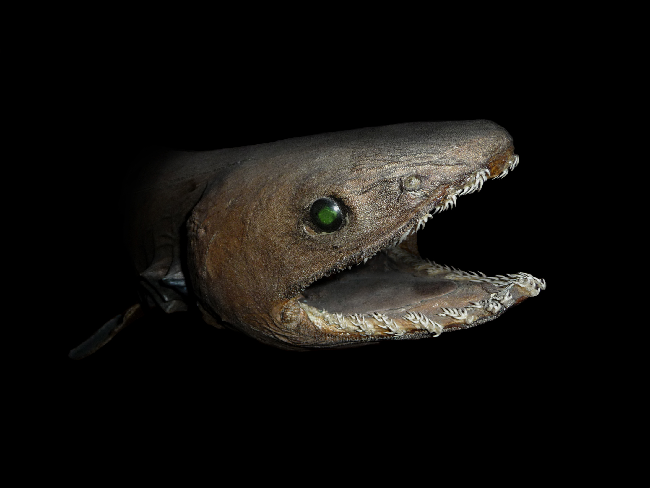 Deep-Sea Shark Boasts 25 Sets of Needlepoint Teeth