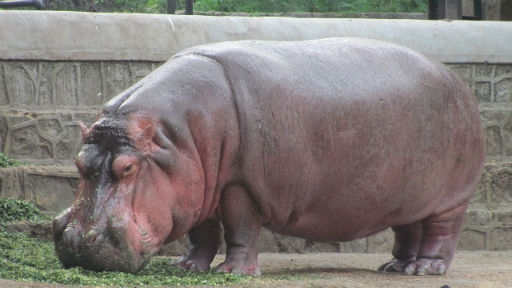 Hippos Eat Meat Too, Not Just Plants