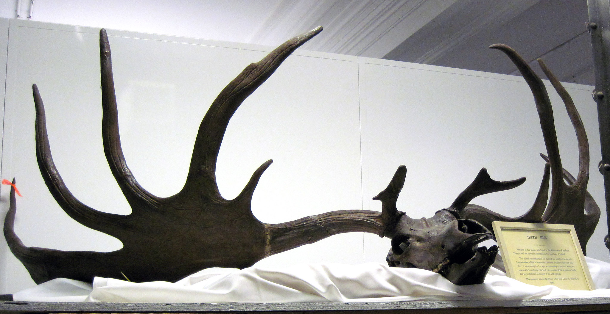 This Giant Deer Species Went Extinct Wielding 12-Ft Antlers