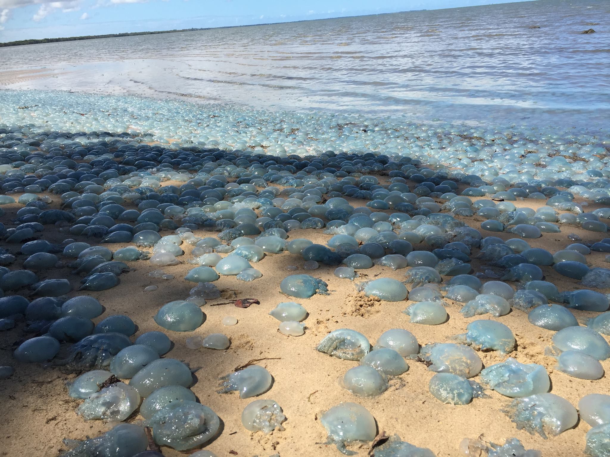 Hordes of Jellyfish Take Over Australian Beach