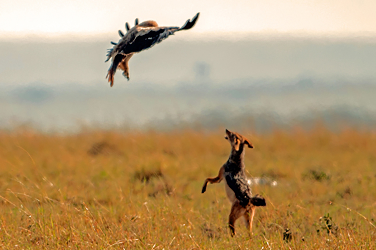 Eagle Goes Head to Head With Jackal For Food