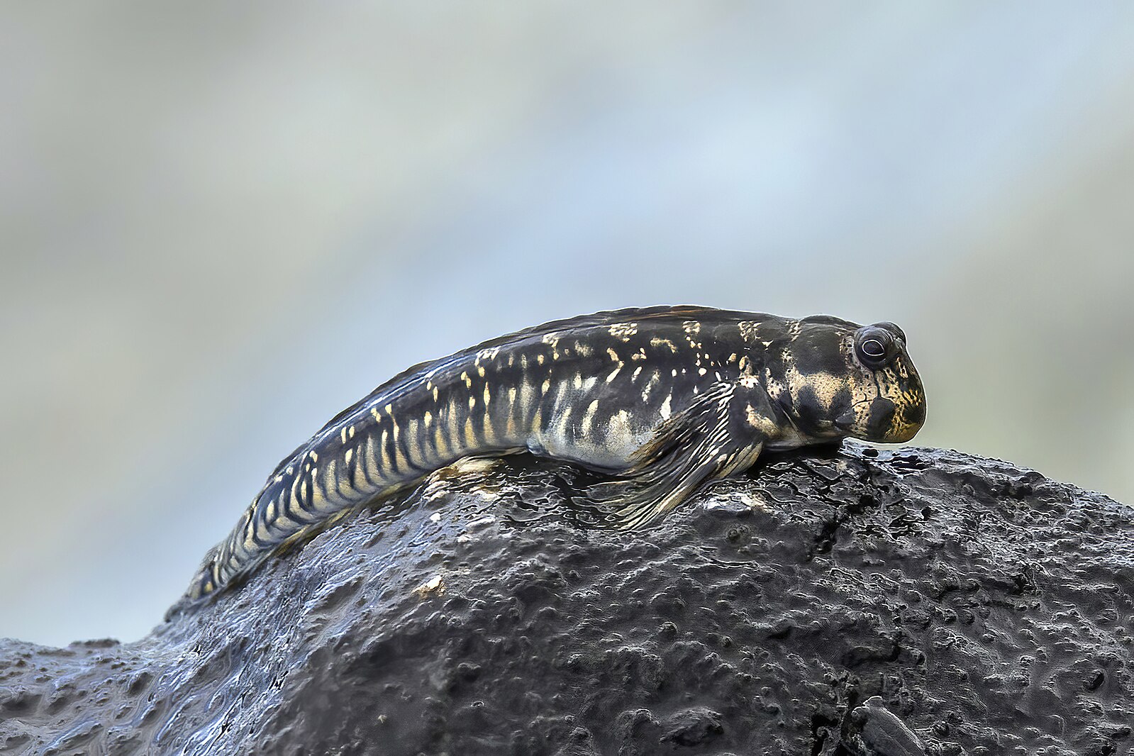 These Fish Are Leaving Water to Live on Land