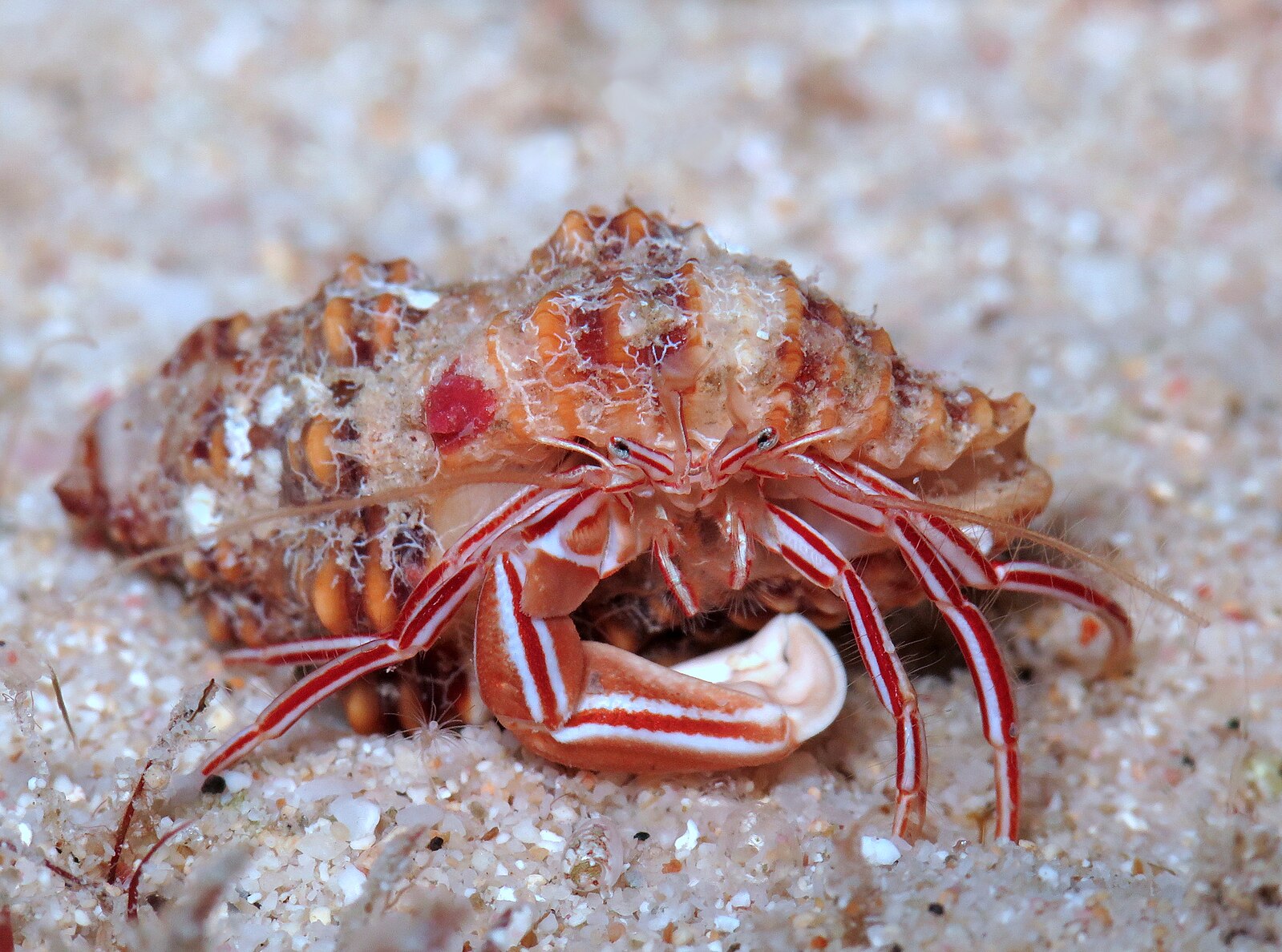 This Unusual Crab Has 'Candy Cane' Legs