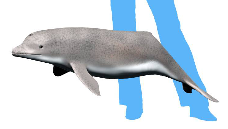 Tiny Prehistoric Dolphin Had No Teeth