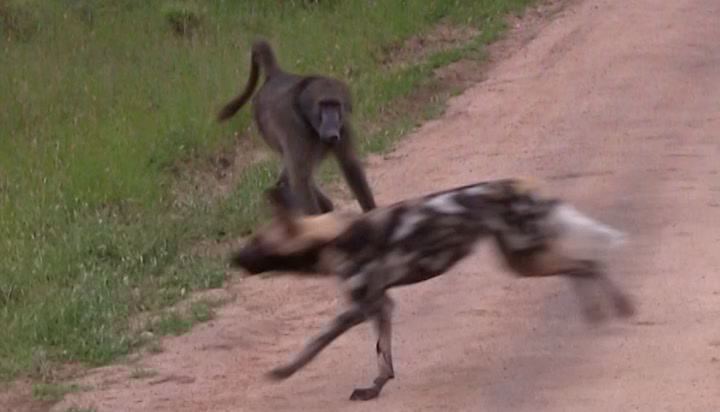 Baboons vs. Wild Dogs: Stand-Off in the Road