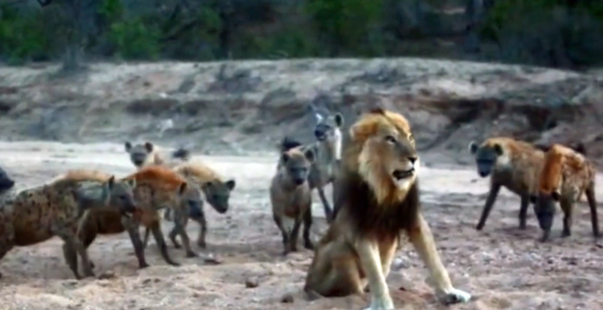 Lion Surrounded by Hyenas