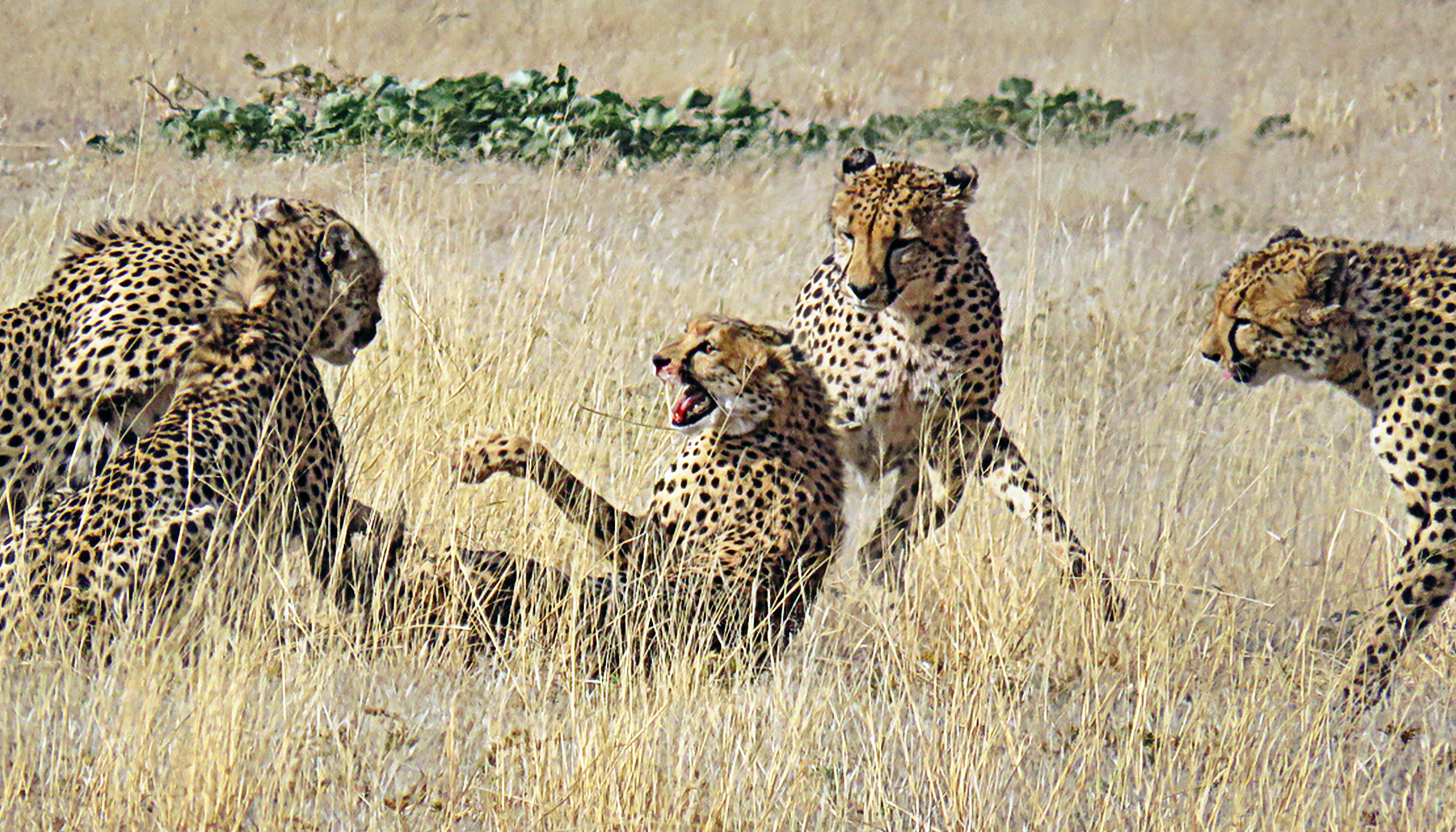 Løvenes Konge 4 Cheetah Eventyr Four Male Cheetahs Challenge Single