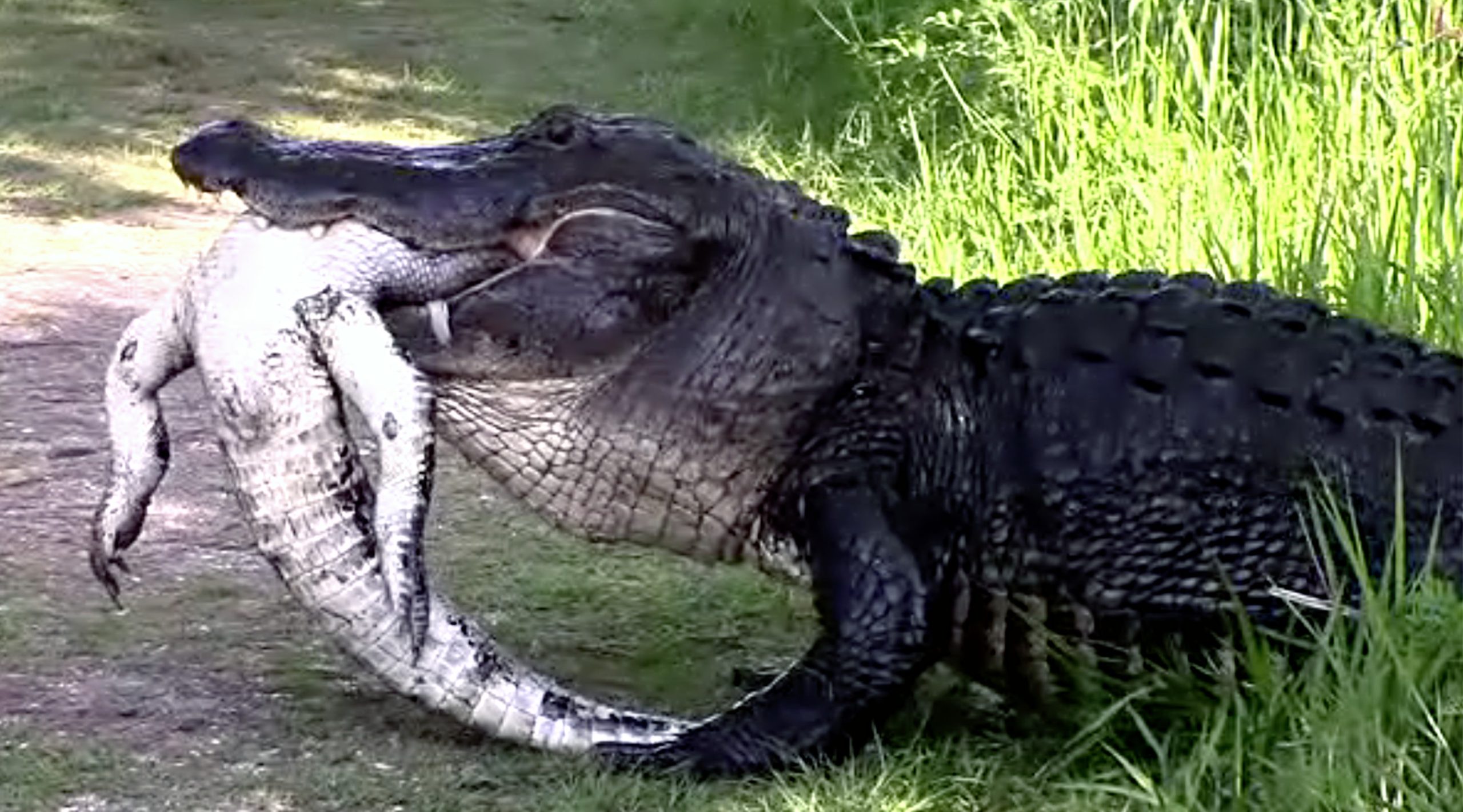 Cannibal Alligator Caught Eating Another Alligator