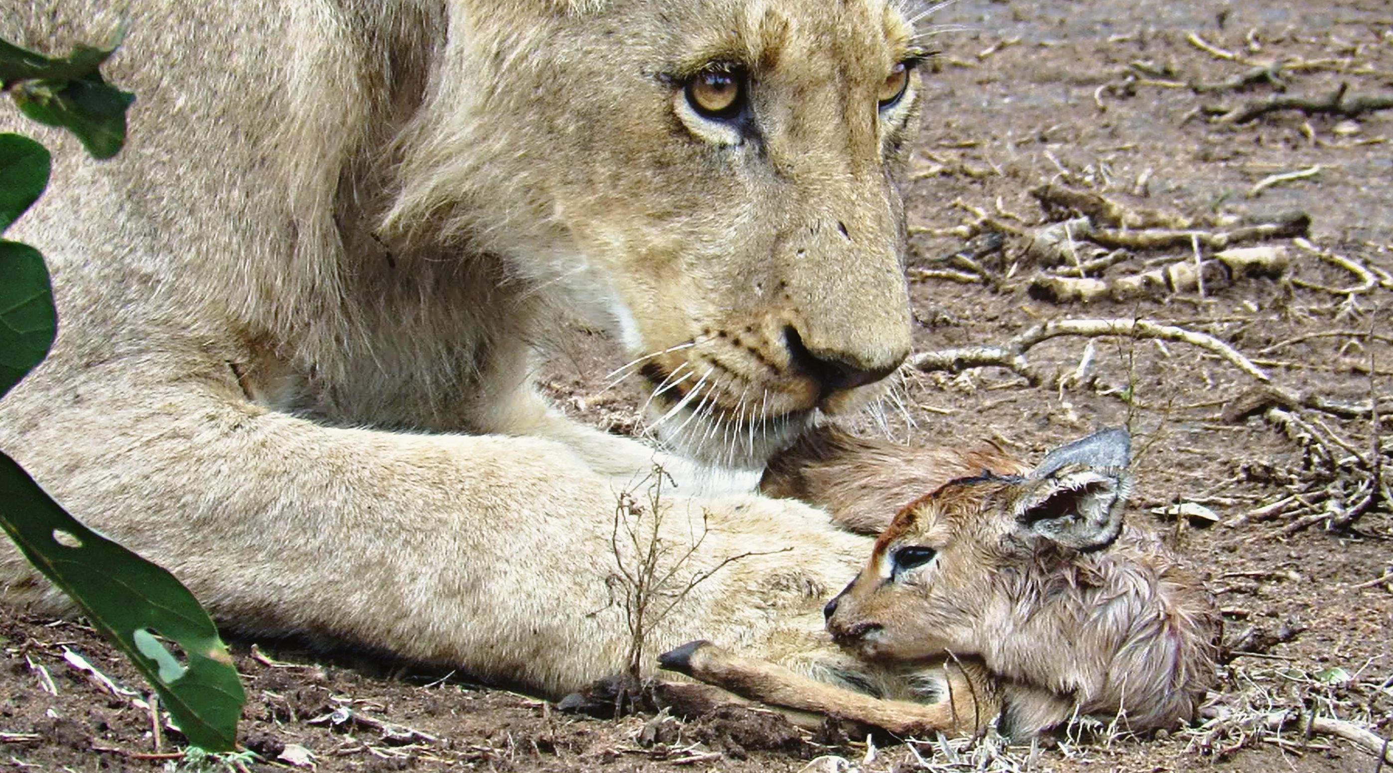 Lion Lies Down With Lamb