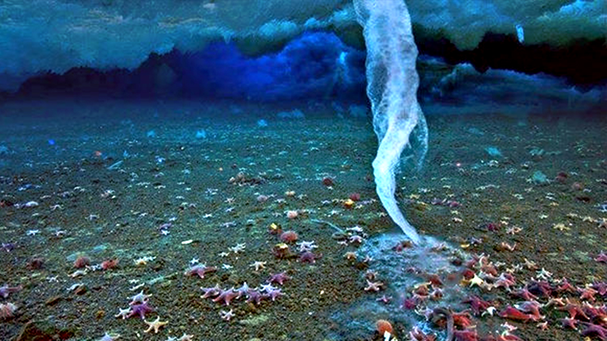 "Icy Fingers of Death" Can Kill Marine Creatures on Contact