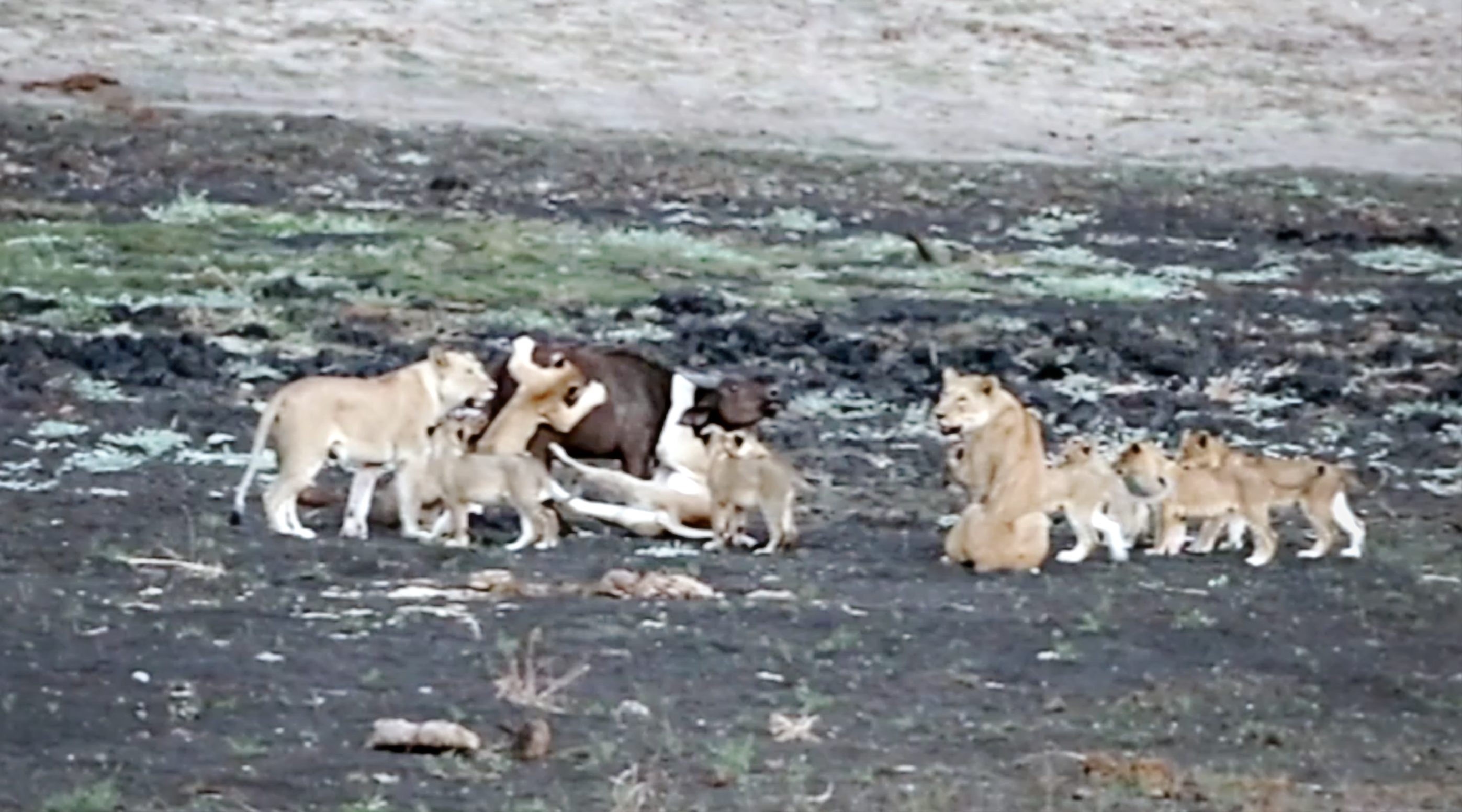 10 Lion Cubs vs. 1 Young Buffalo: Young Lions Learn How To Hunt