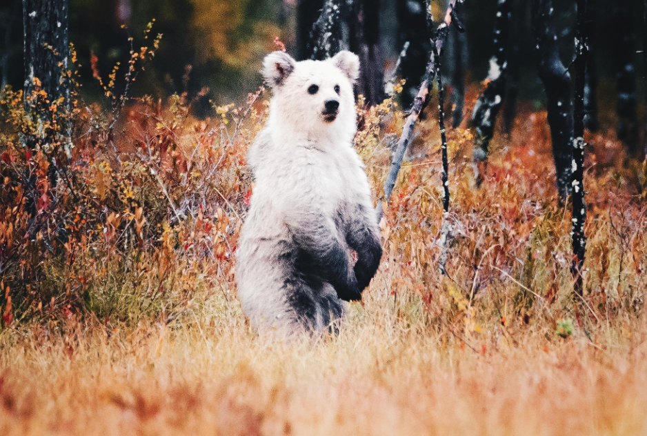 Rare White Bear Cub Photographed in Finland
