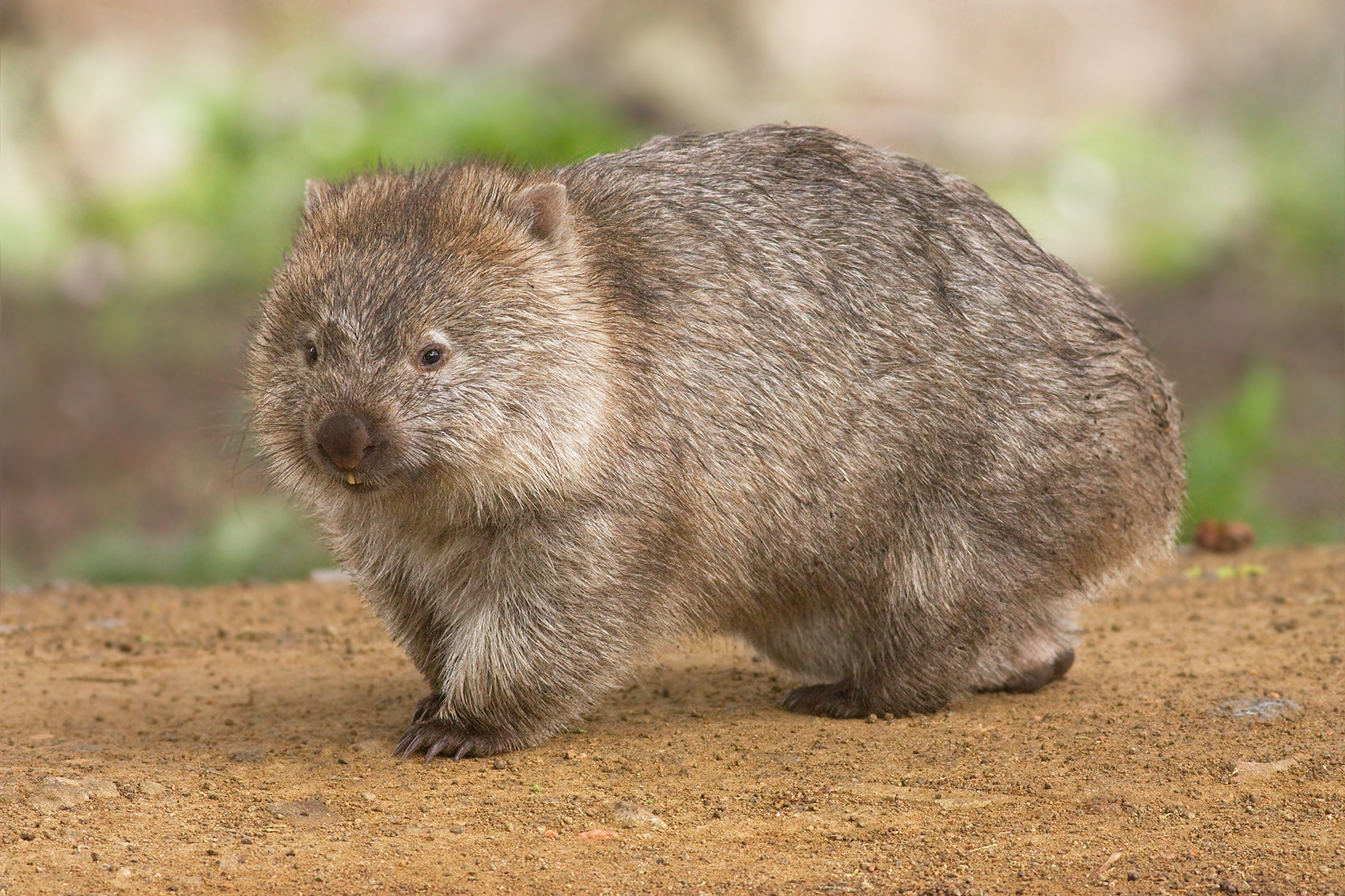 Wombats Are The Only Animals That Poop Cubes. Here's How They Do It