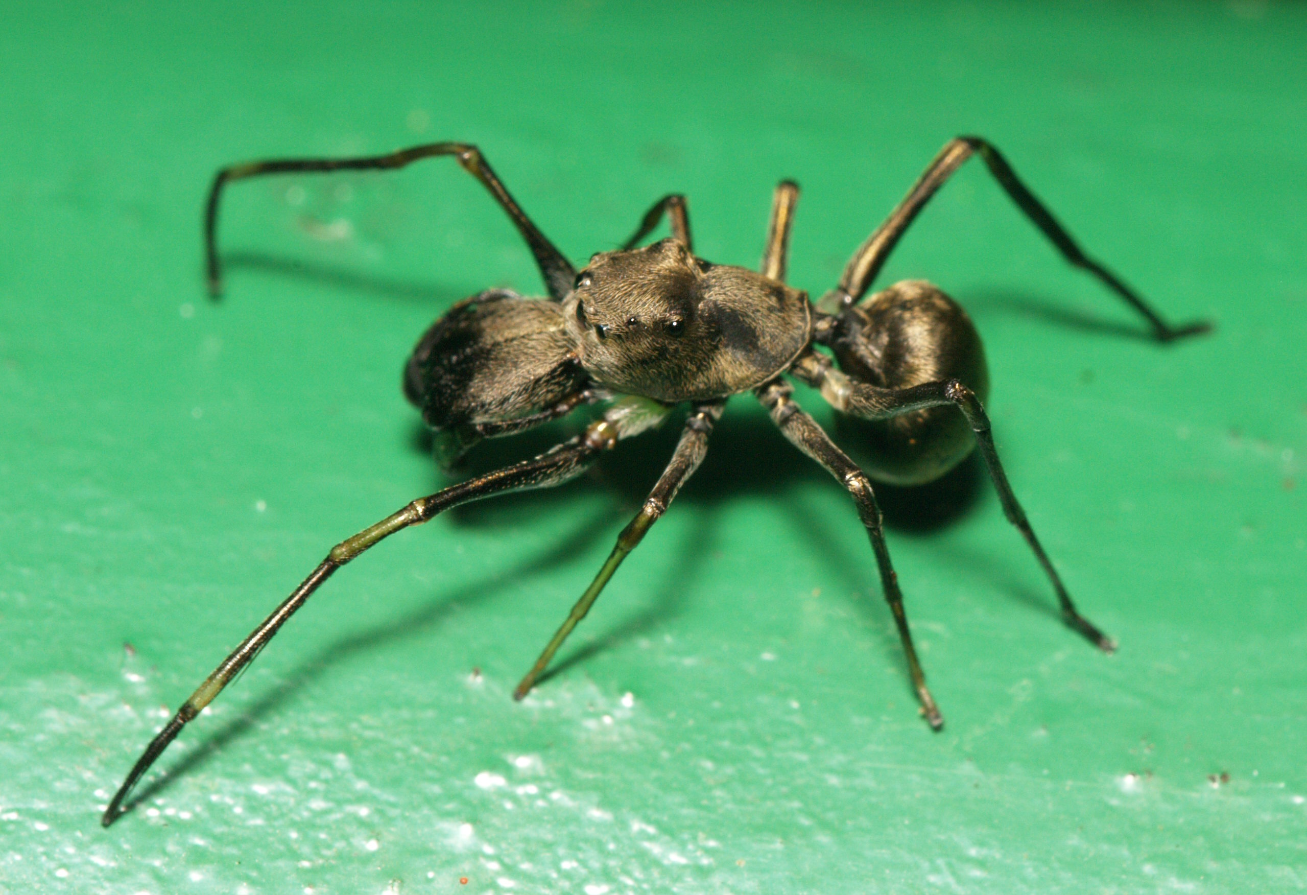 This Jumping Spider Nurses Its Newborns With Milk