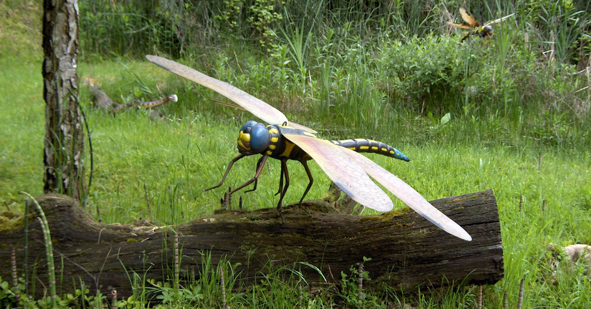 Ancient Dragonflies Were Huge, Larger Than Today's Birds