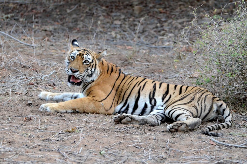 Famous Tigress Takes Down 12-foot Croc