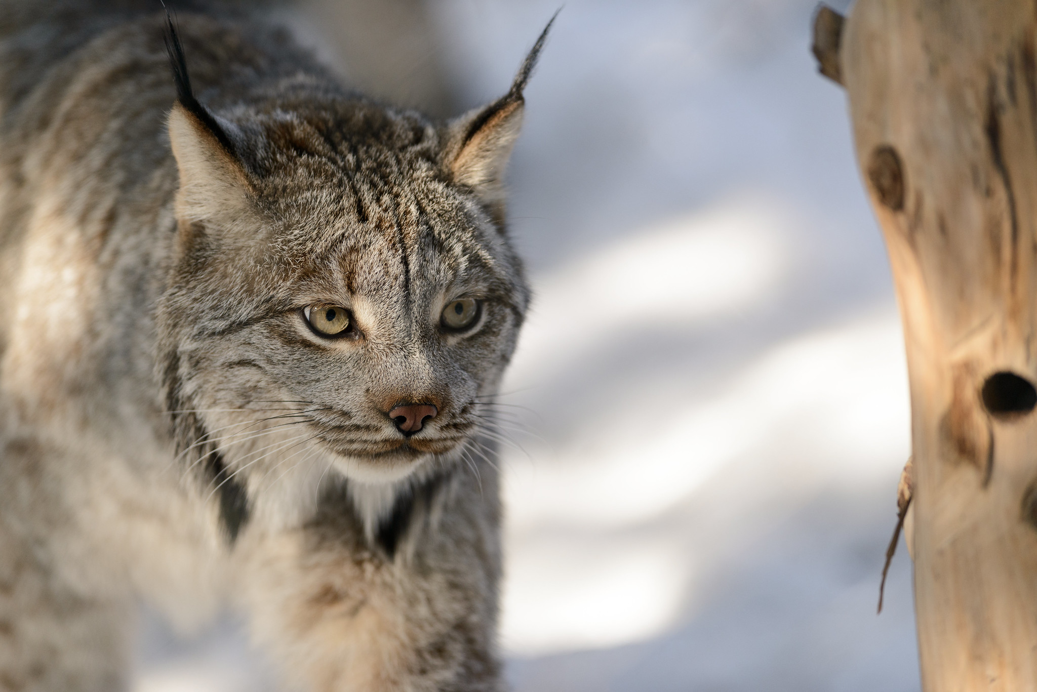 A Wild Lynx and a Cameraman Develop an Amazing Relationship [Video]