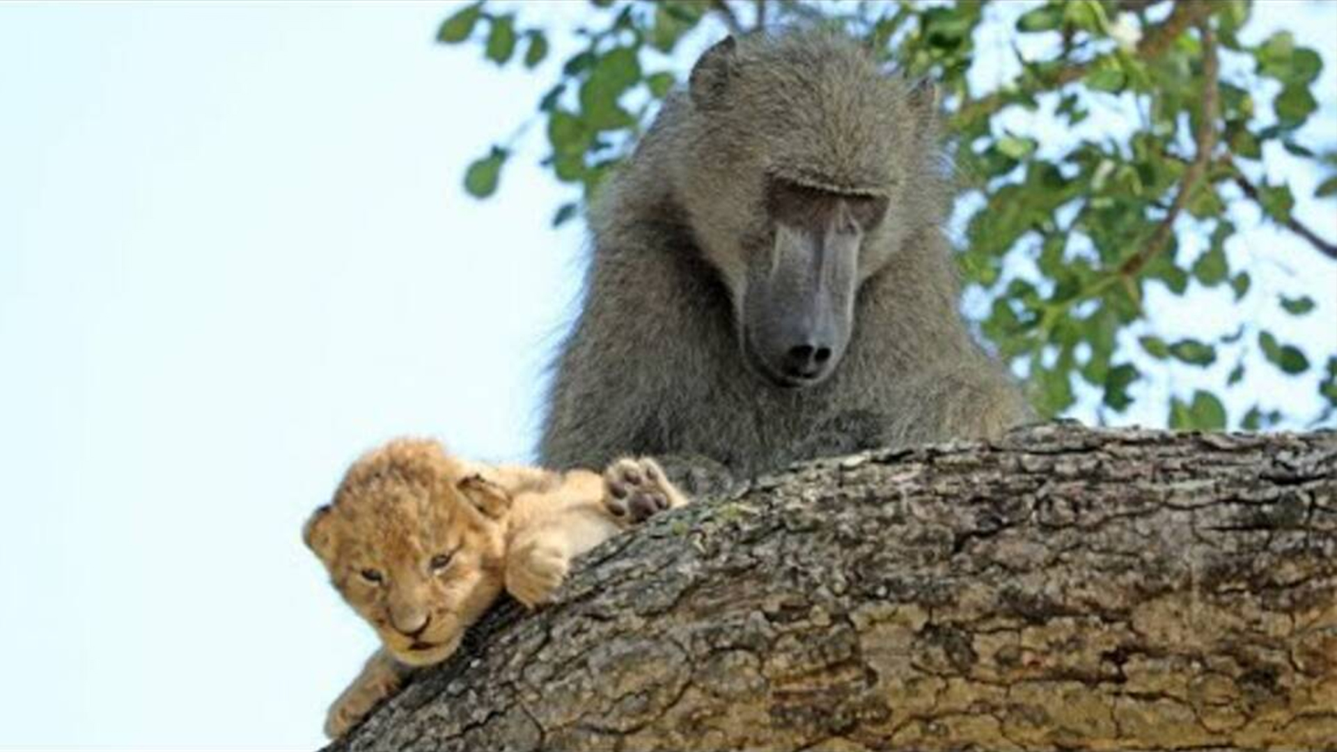 Baboon Steals a Lion Cub