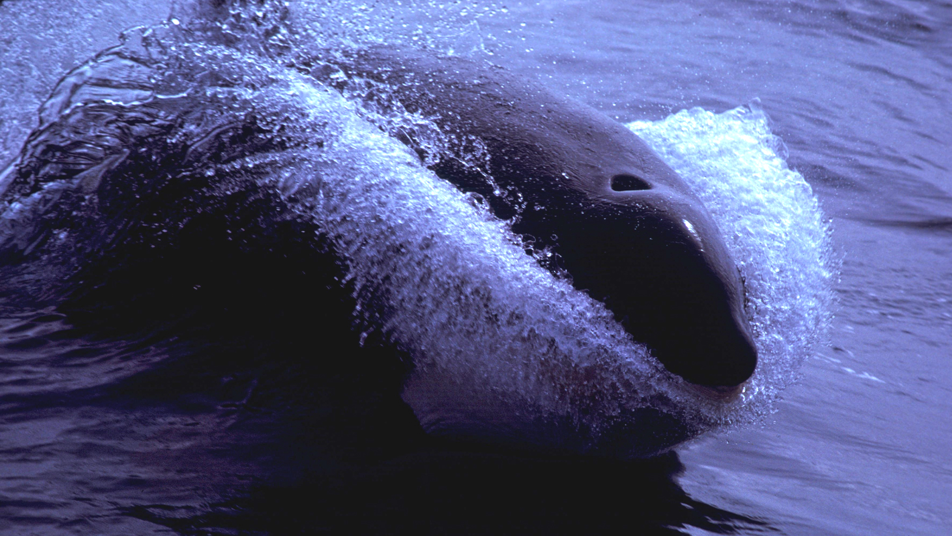 Orcas Target Great White Sharks For Their Livers