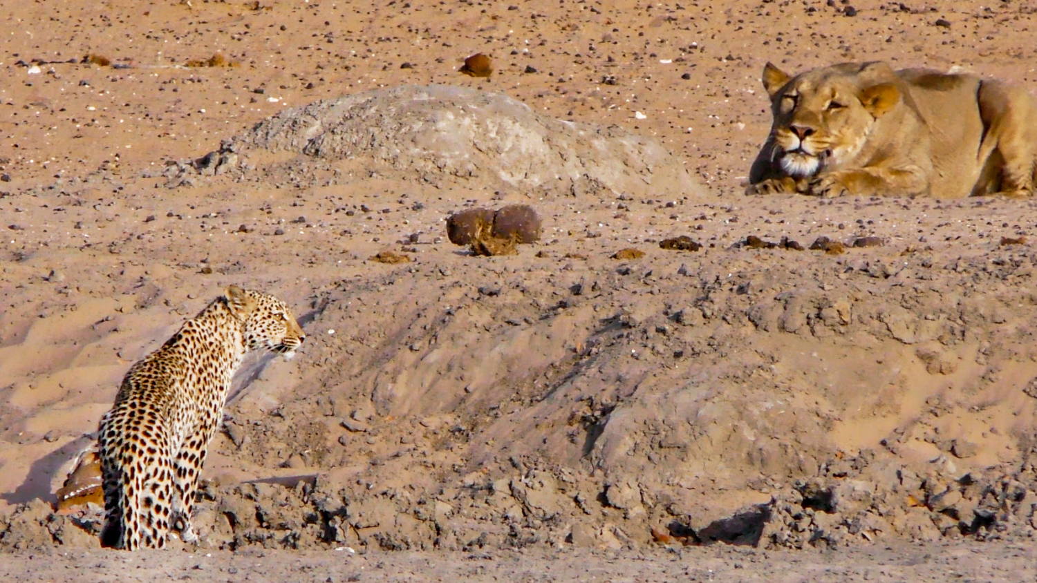 Leopard Walks Right Into a Lion