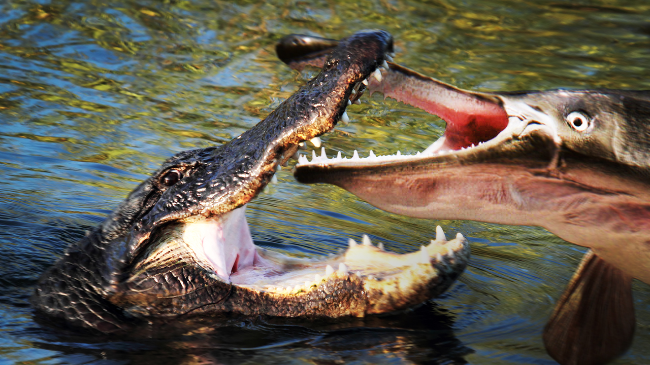 Meet the Alligator Gar: Prehistoric Monster Fish in North America