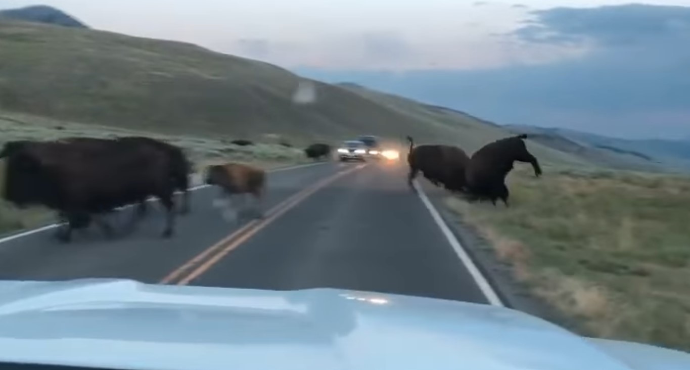 Bison Fight: Bull Bison Throws Another 10 Feet with Toss of His Head ...