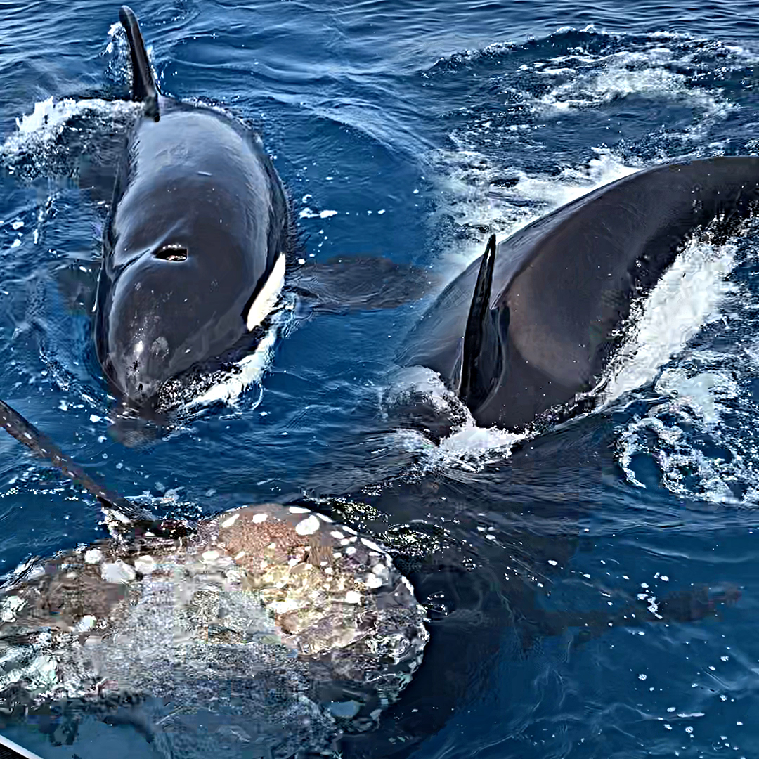 Killer Whales Filmed 'Playing' with Sunfish
