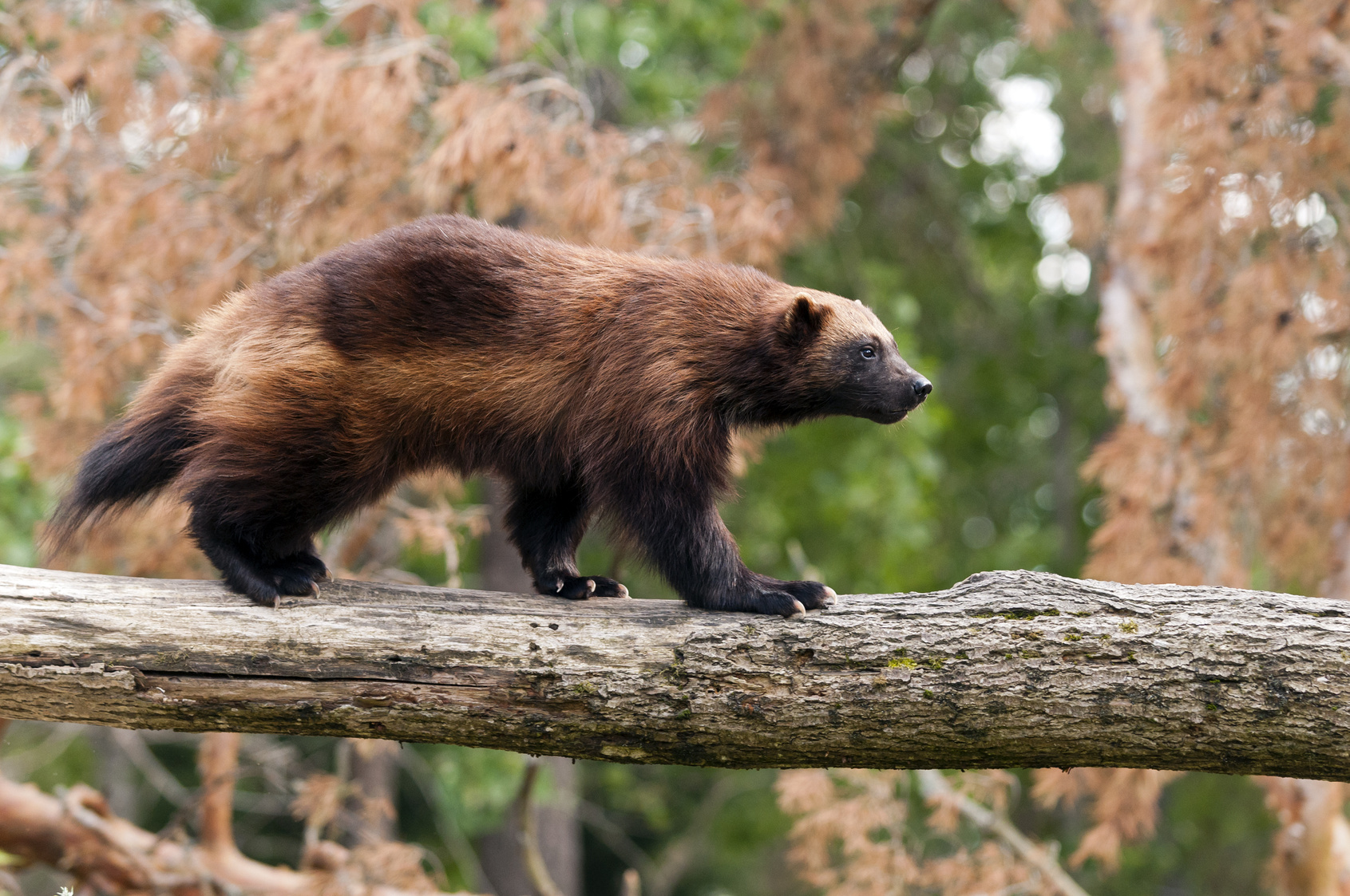 Fearless Wolverine Faces Off With Two Wolves [VIDEO]