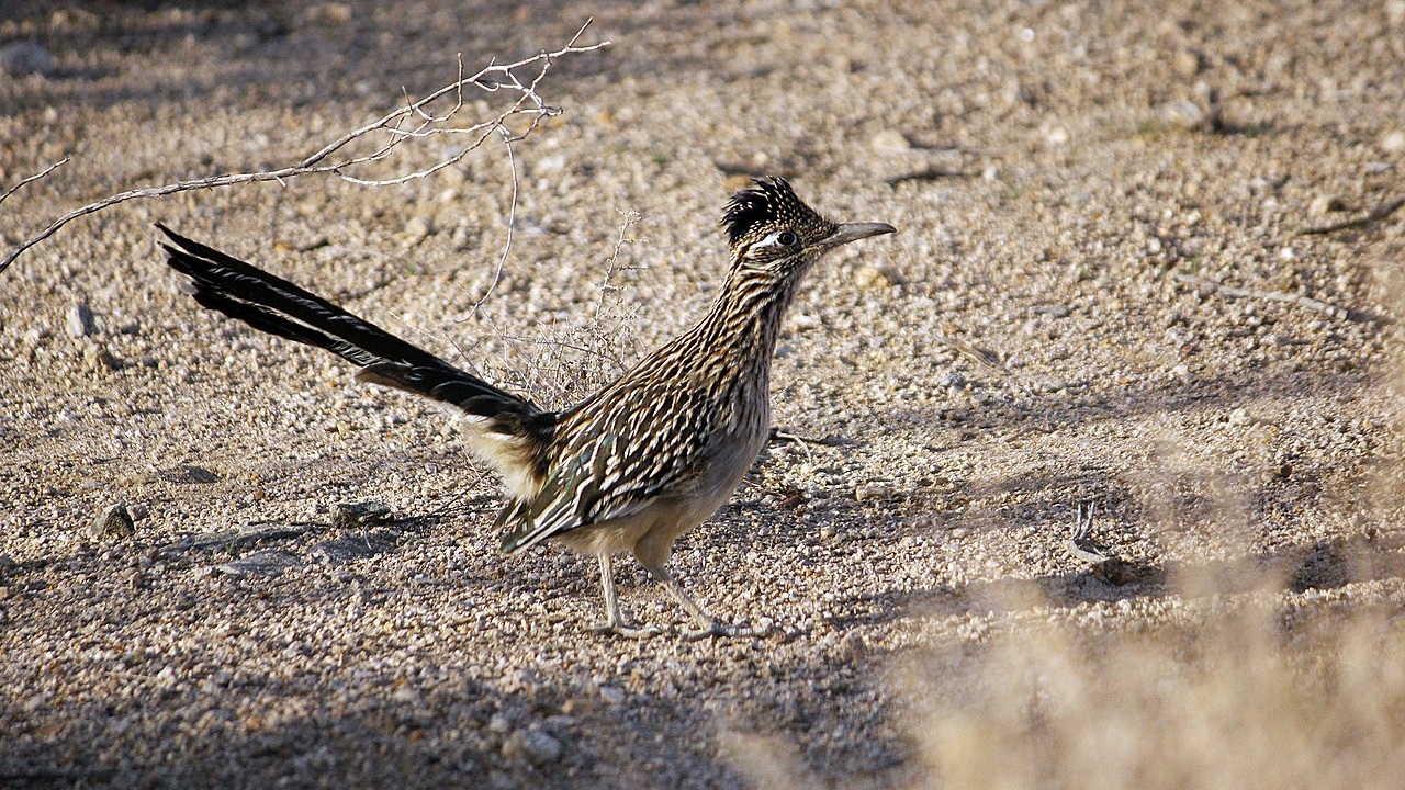 Roadrunner vs. Rattlesnake