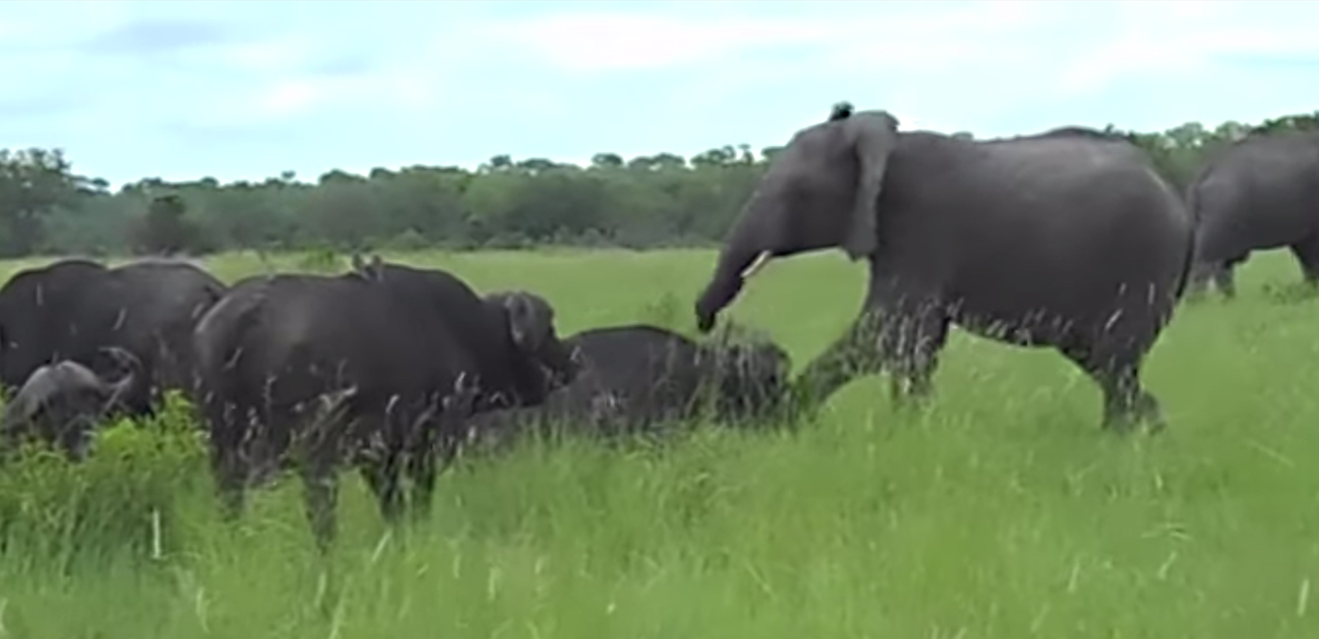 Elephant Kicks a Buffalo in the Head