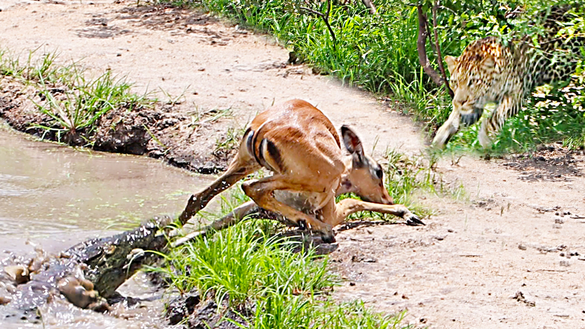 Impala Escapes Crocodile Only to Get Caught by Leopard