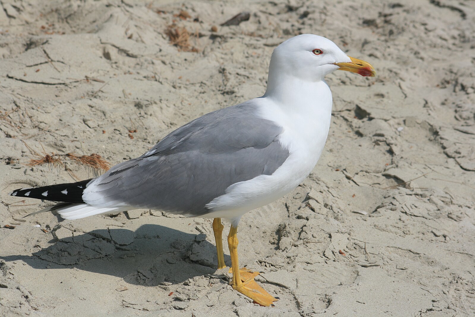 Seagull Rides Seagull