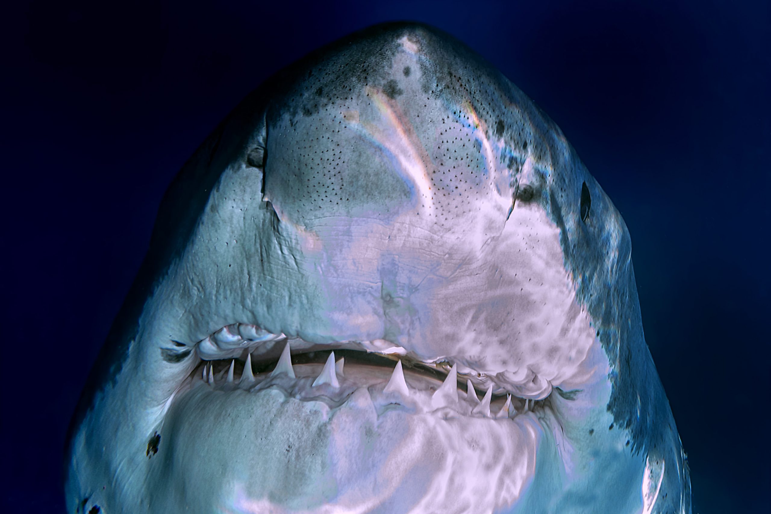 Face to Face With a Massive Great White Shark